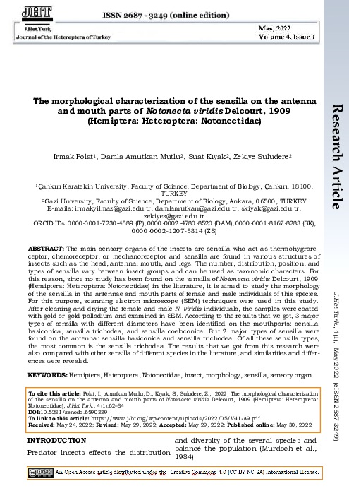 (PDF) The morphological characterization of the sensilla on the antenna ...