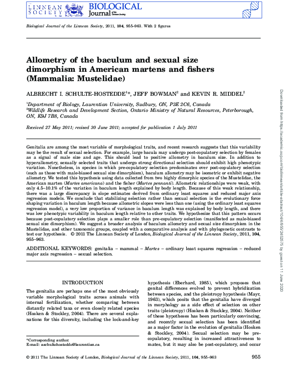 (PDF) Allometry of the baculum and sexual size dimorphism in American martens and fishers ...