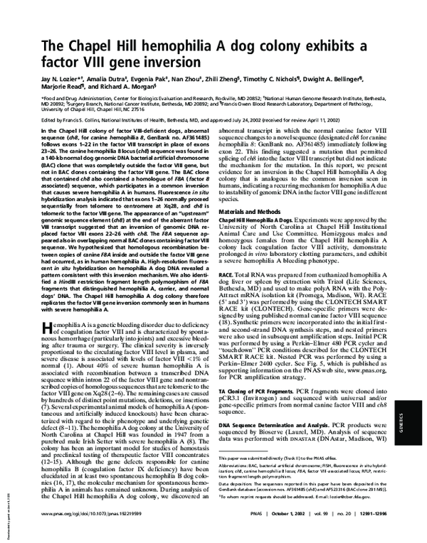 (PDF) The Chapel Hill hemophilia A dog colony exhibits a factor VIII ...