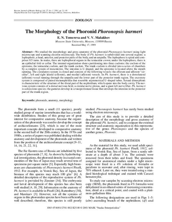 (PDF) The Morphology of the Phoronid Phoronopsis harmeri