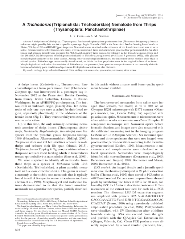 (PDF) A trichodorus (triplonchida: trichodoridae) nematode from thrips ...