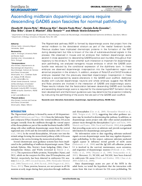 (PDF) Ascending midbrain dopaminergic axons require descending GAD65 ...