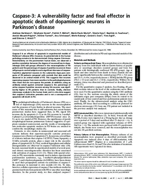 (PDF) Caspase-3 Role in Dopaminergic Neuron Death in Parkinson's Disease