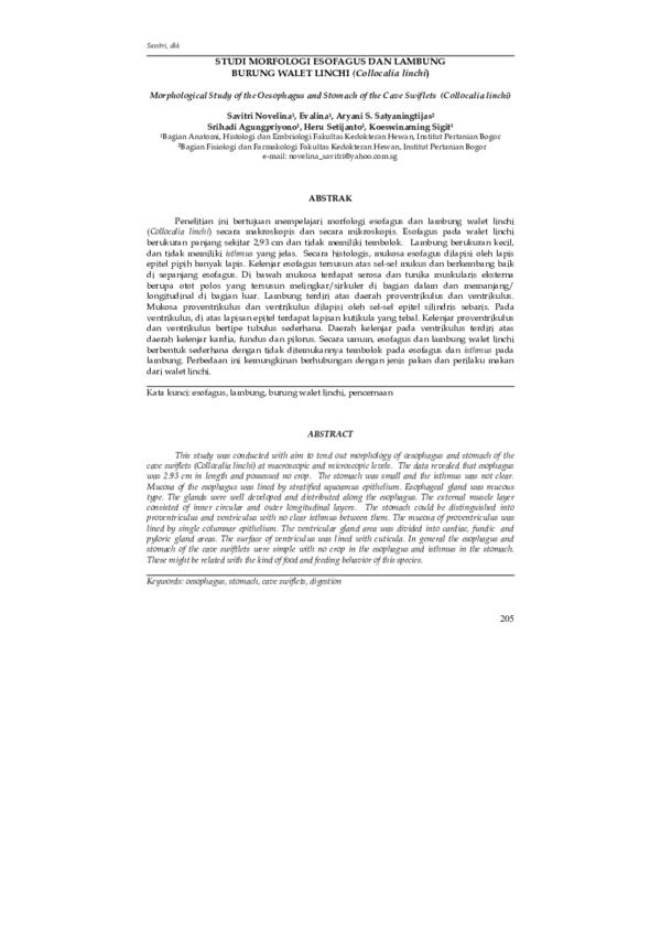 (PDF) Morphological Study of the Oesophagus and Stomach of the Cave ...