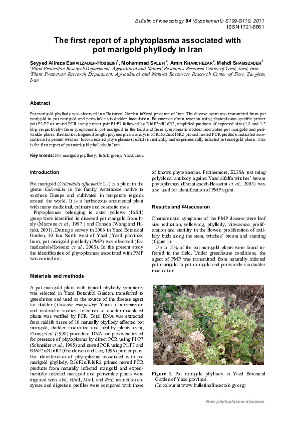 (PDF) The first report of a phytoplasma associated with pot marigold ...
