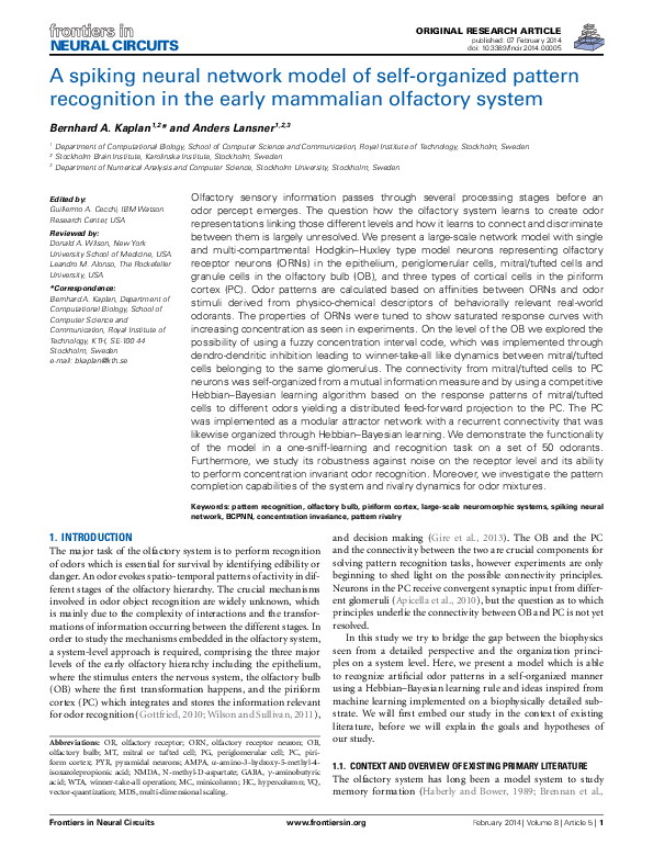 (PDF) A spiking neural network model of self-organized pattern recognition in the early ...