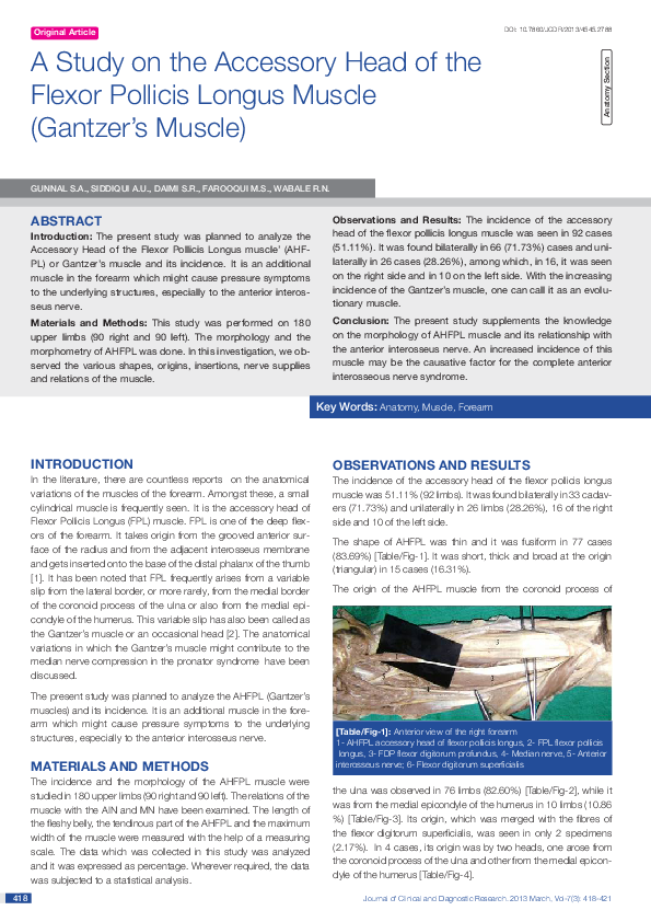 (PDF) A Study on the Accessory Head of the Flexor Pollicis Longus ...