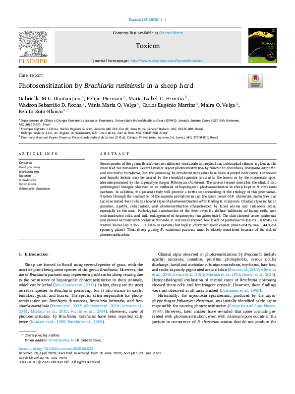 (PDF) Photosensitization by Brachiaria ruziziensis in a sheep herd