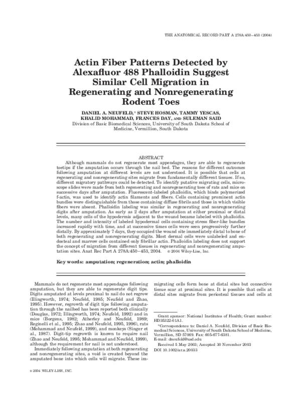(PDF) Actin fiber patterns detected by Alexafluor 488 phalloidin ...
