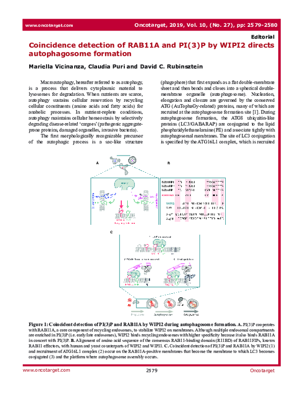 (PDF) Coincidence detection of RAB11A and PI(3)P by WIPI2 directs ...