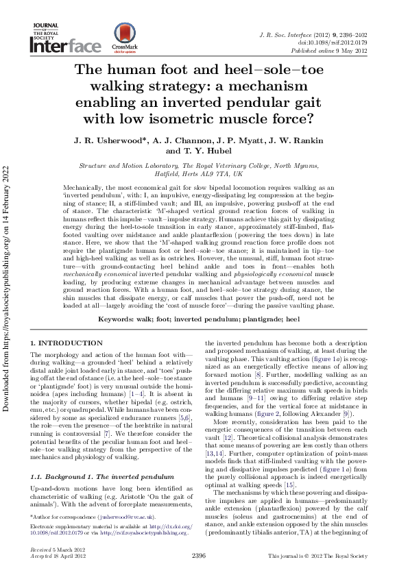 (PDF) The human foot and heel–sole–toe walking strategy: a mechanism ...