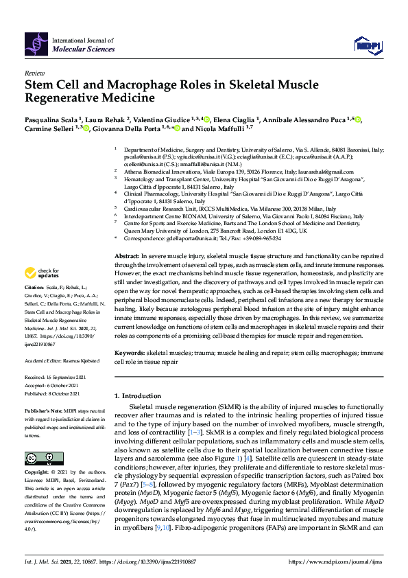 (PDF) Stem Cell and Macrophage Roles in Skeletal Muscle Regenerative Medicine