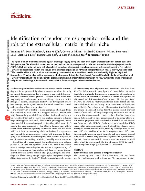 (PDF) Identification of tendon stem/progenitor cells and the role of ...