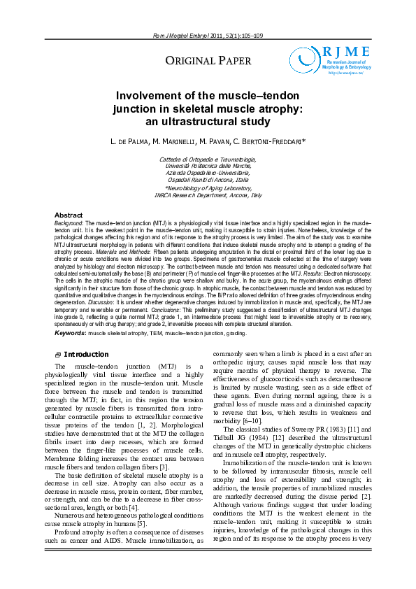 (PDF) Involvement of the muscle-tendon junction in skeletal muscle ...