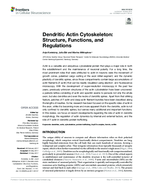 (PDF) Dendritic Actin Cytoskeleton: Structure, Functions, and ...
