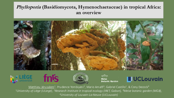 (PDF) Phylloporia (Basidiomycota, Hymenochaetaceae) in tropical Africa ...