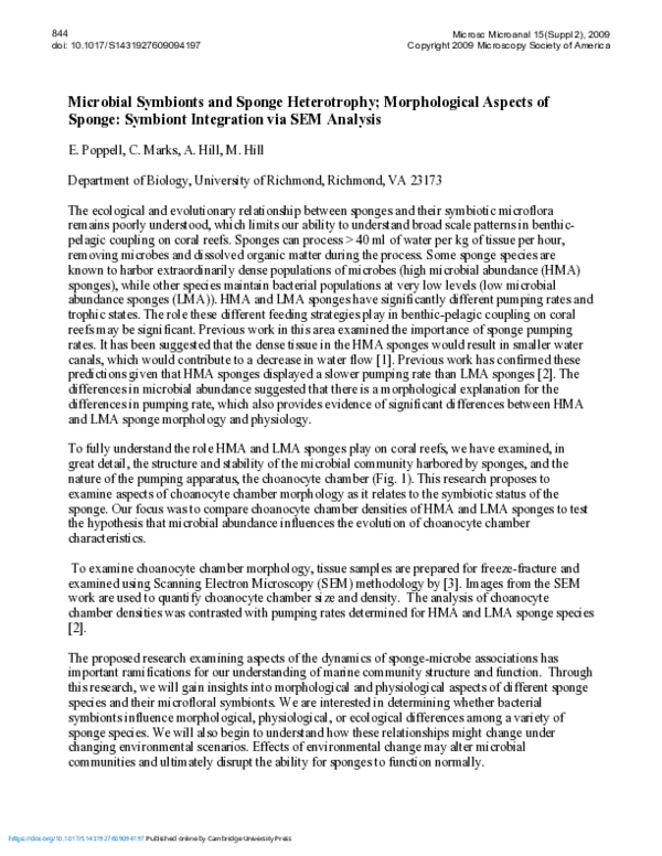 (PDF) Microbial Symbionts and Sponge Heterotrophy; Morphological ...