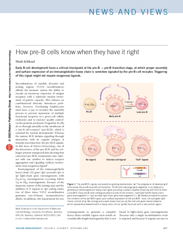 (PDF) How pre-B cells know when they have it right | Mark Schlissel ...
