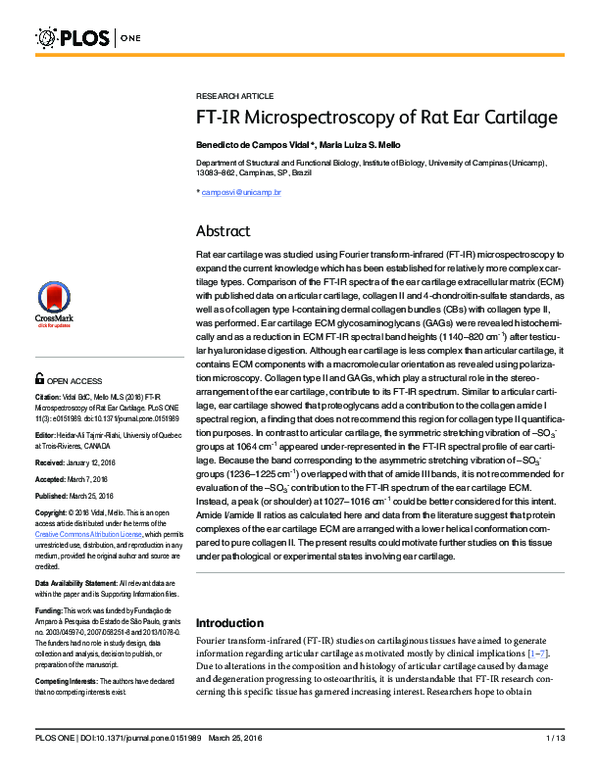 (PDF) FT-IR Microspectroscopy of Rat Ear Cartilage