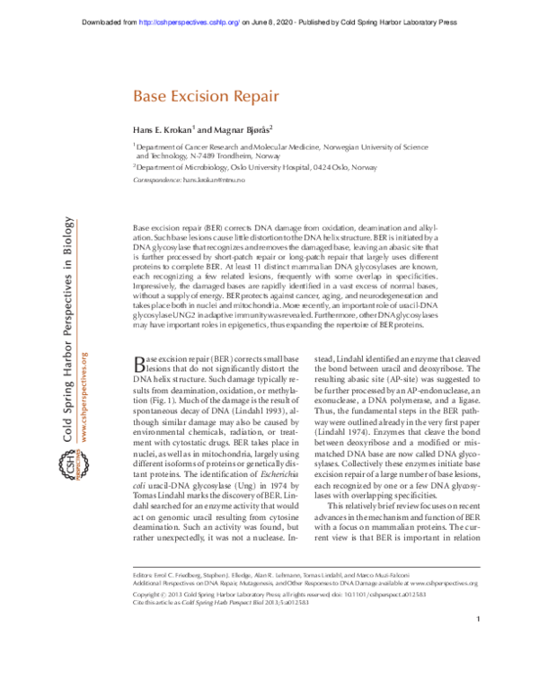 (PDF) Base Excision Repair