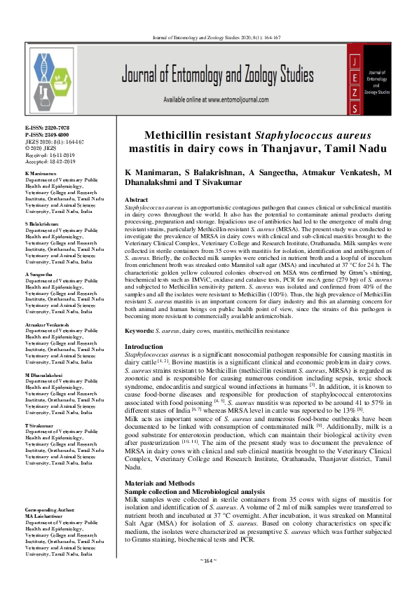 (PDF) MRSA in Dairy Cow Mastitis: A Study in Thanjavur, Tamil Nadu