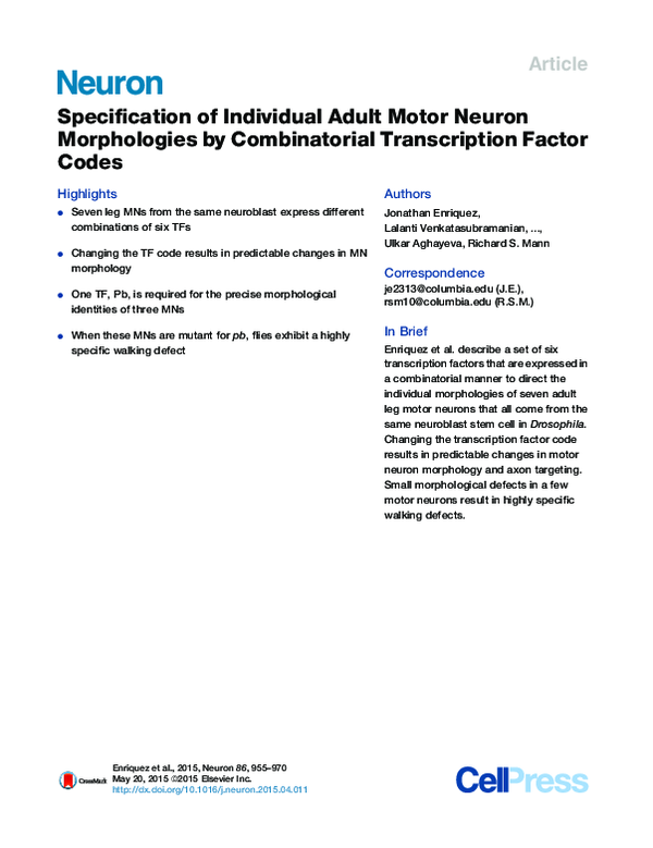 (PDF) Specification of Individual Adult Motor Neuron Morphologies by Combinatorial Transcription ...