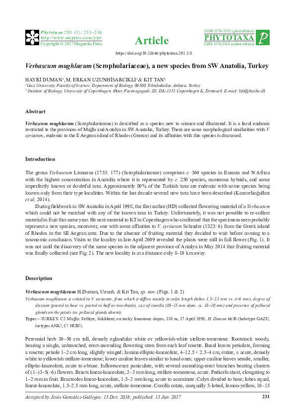 (PDF) Verbascum mughlaeum (Scrophulariaceae), a new species from SW ...