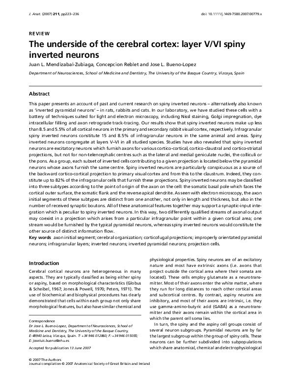 (PDF) The underside of the cerebral cortex: layer V/VI spiny inverted ...