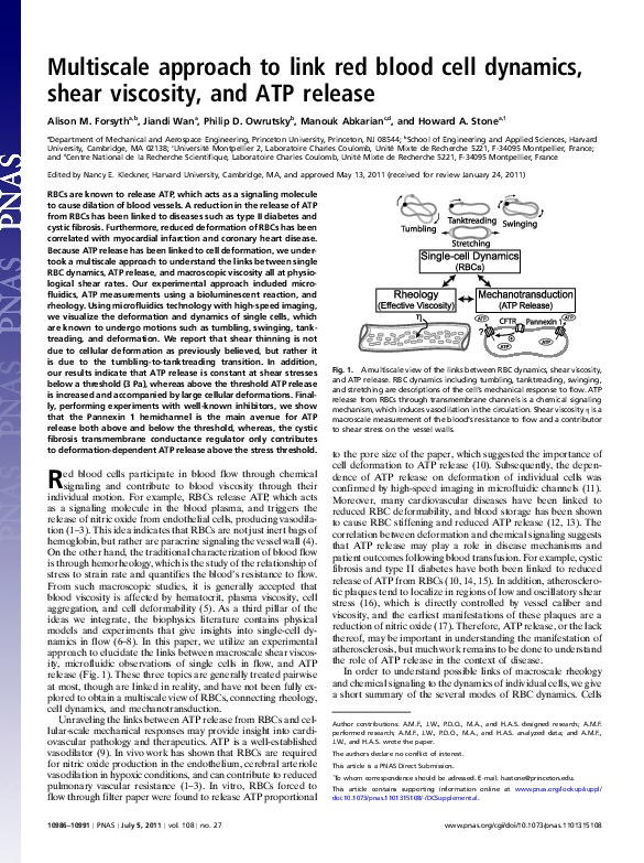 (PDF) Multiscale approach to link red blood cell dynamics, shear ...