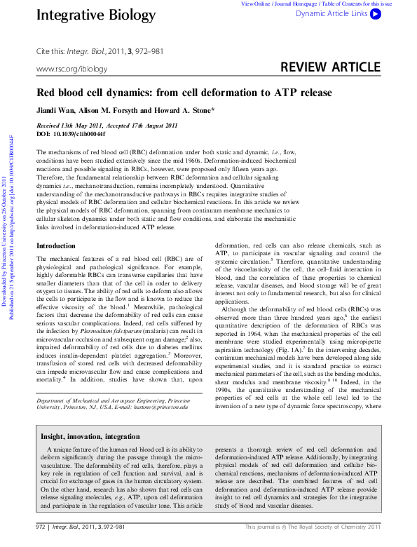 (PDF) Red blood cell dynamics: from cell deformation to ATP release