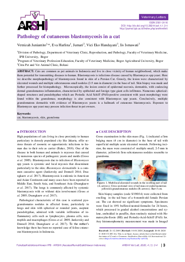 (PDF) Pathology of cutaneous blastomycosis in a cat