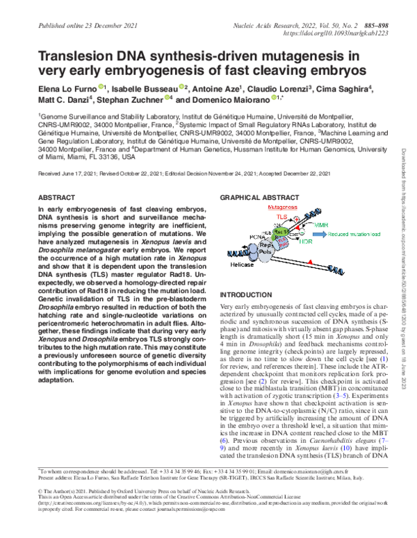 (PDF) Translesion DNA synthesis-driven mutagenesis in very early ...