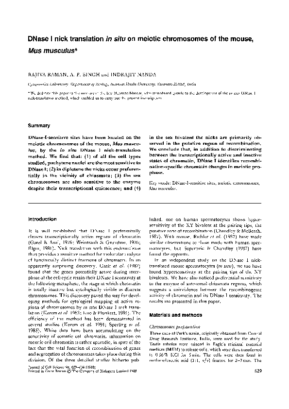 DNase I nick translation in situ on meiotic chromosomes of the mouse ...