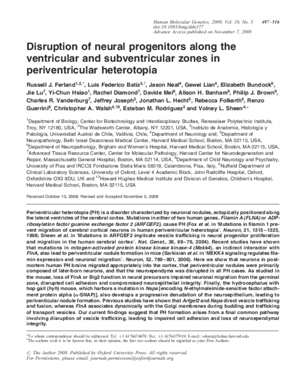 (PDF) Disruption of neural progenitors along the ventricular and ...