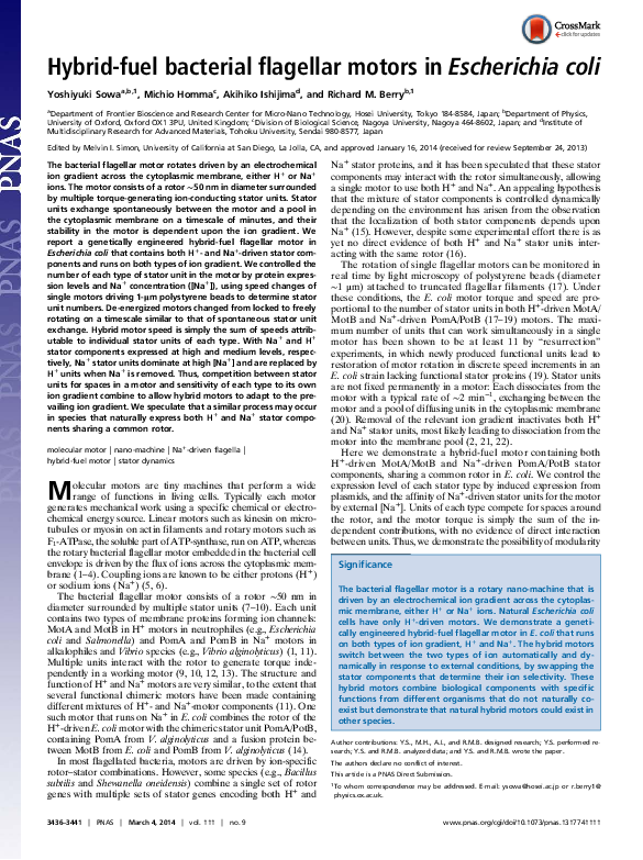 Hybrid-fuel bacterial flagellar motors inEscherichia coli