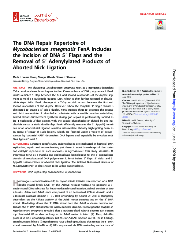 (PDF) The DNA Repair Repertoire of Mycobacterium smegmatis FenA ...