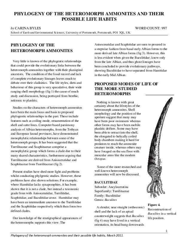 (DOC) PHYLOGENY OF THE HETEROMORPH AMMONITES AND THEIR POSSIBLE LIFE HABITS