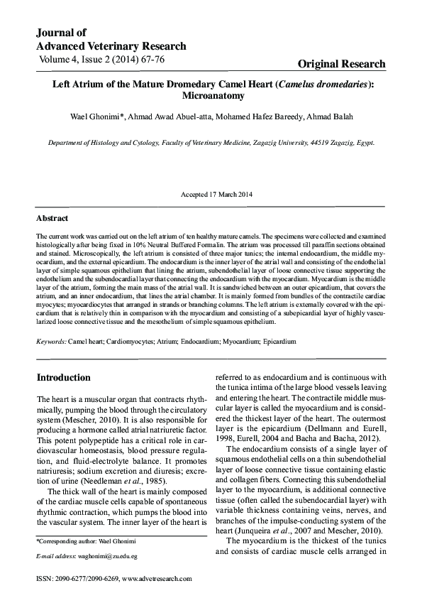 (PDF) Left Atrium of the Mature Dromedary Camel Heart (Camelus ...
