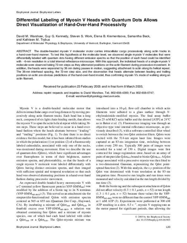 (PDF) Differential Labeling of Myosin V Heads with Quantum Dots Allows ...