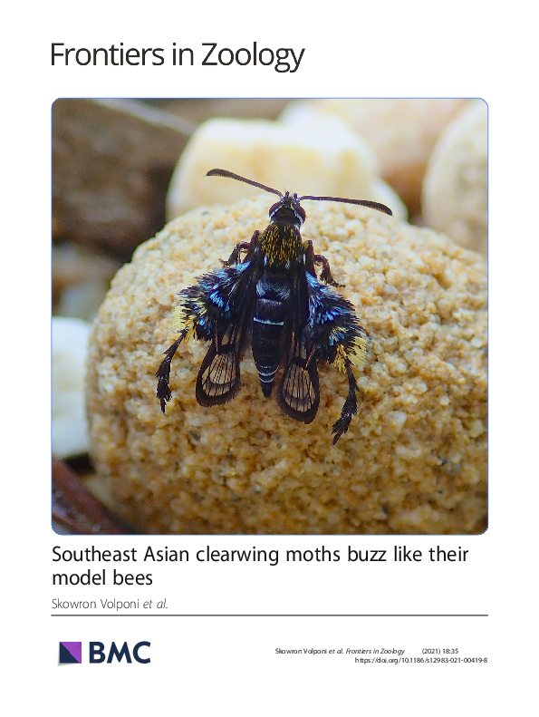 (PDF) Southeast Asian clearwing moths buzz like their model bees ...