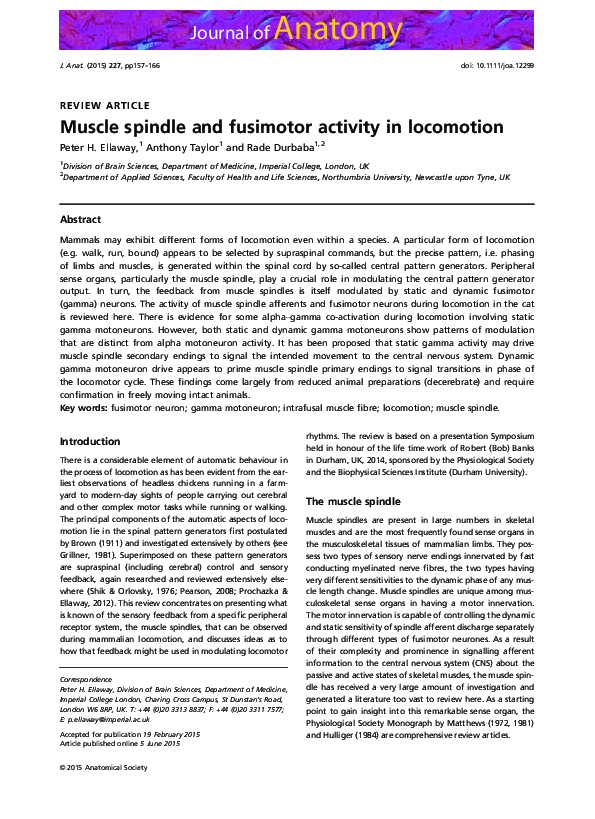 (PDF) Muscle spindle and fusimotor activity in locomotion