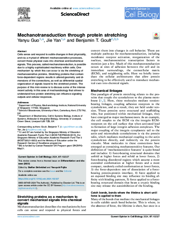 (PDF) Mechanotransduction through protein stretching