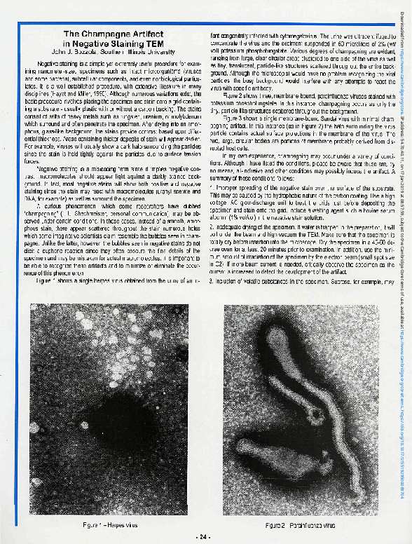 (PDF) The Champagne Artifact in Negative Staining TEM