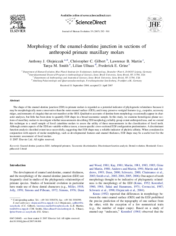 (PDF) Morphology of the enamel-dentine junction in sections of ...