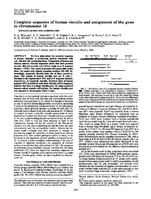 (PDF) Complete sequence of human vinculin and assignment of the gene to ...