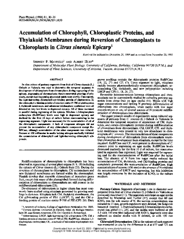 (PDF) Accumulation of Chlorophyll, Chloroplastic Proteins, and ...