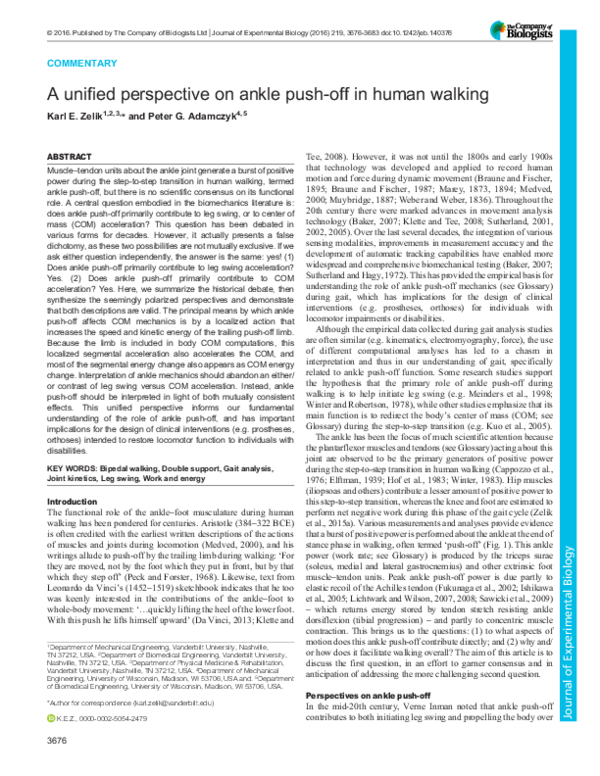 (PDF) A unified perspective on ankle push-off in human walking