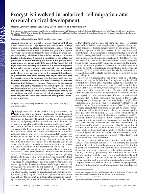 (PDF) Exocyst is involved in polarized cell migration and cerebral ...