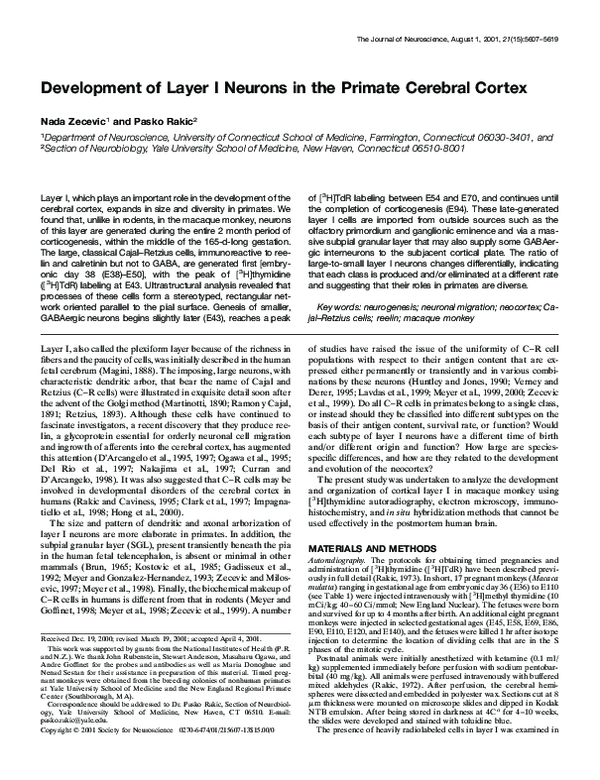 (PDF) Development of Layer I Neurons in the Primate Cerebral Cortex