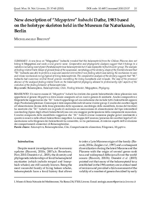 (PDF) New description of "Megaptera" hubachi Dathe, 1983 based on the ...